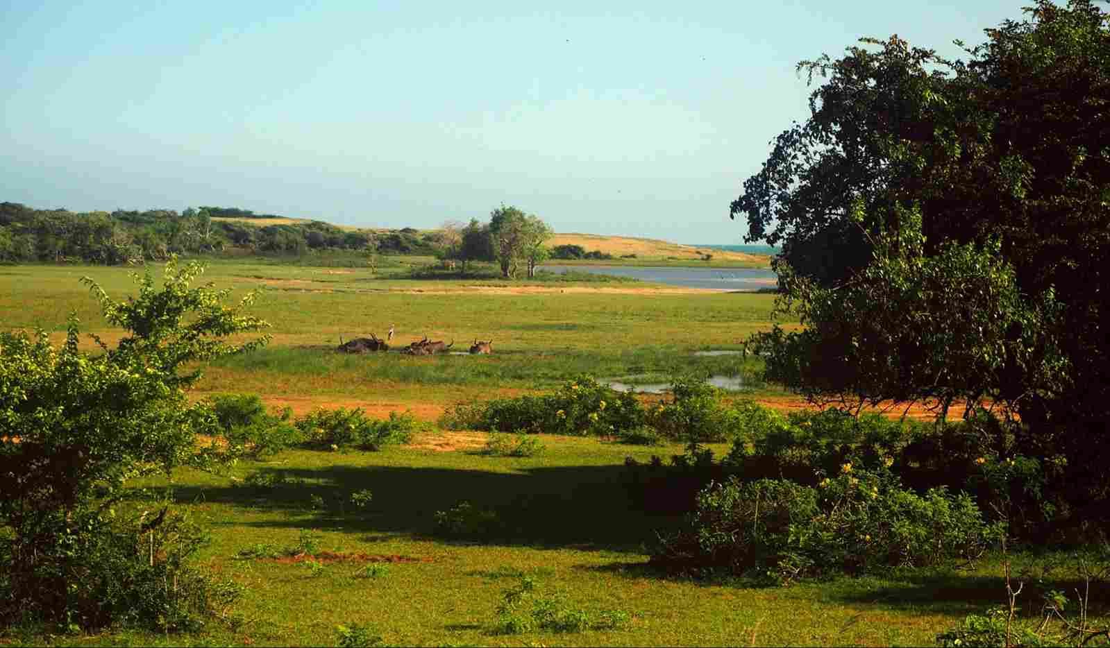 National Parks in Sri Lanka: Best Safari & Wildlife Guide